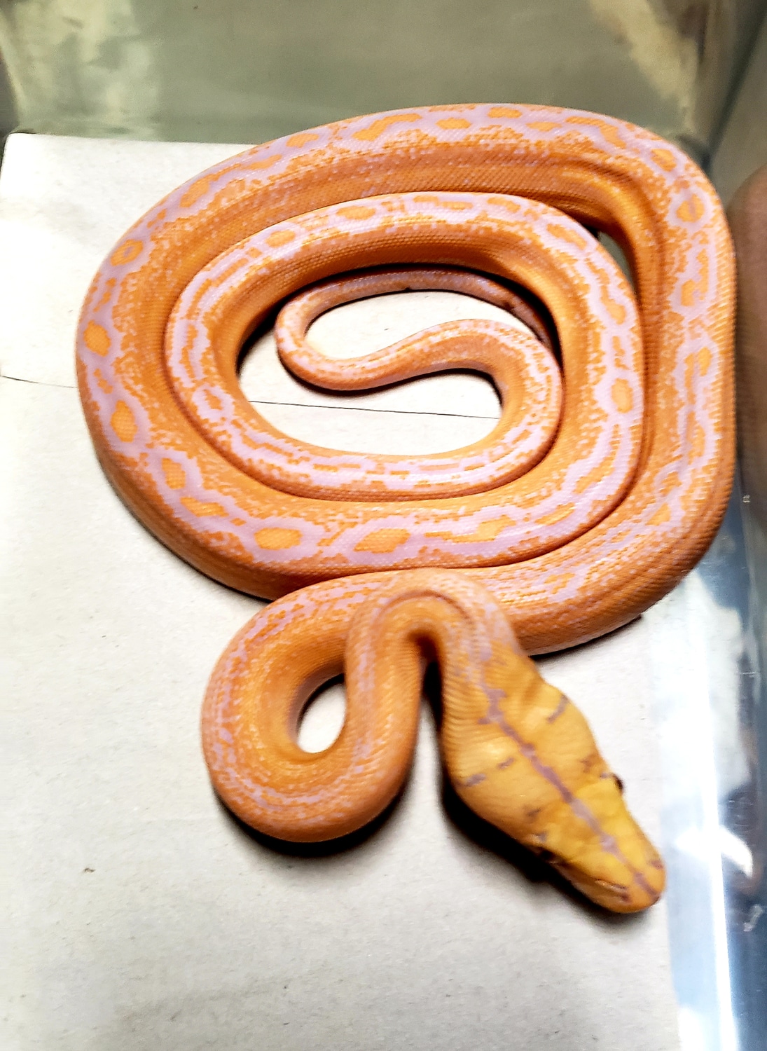 Lavender Golden Child Reticulated Python by Revered Retics - MorphMarket