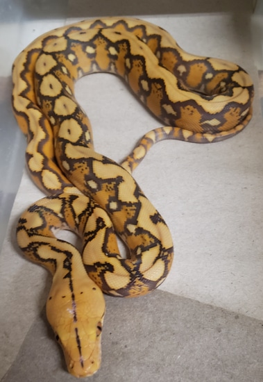 Orange Glow Sunfire Reticulated Python by Revered Retics