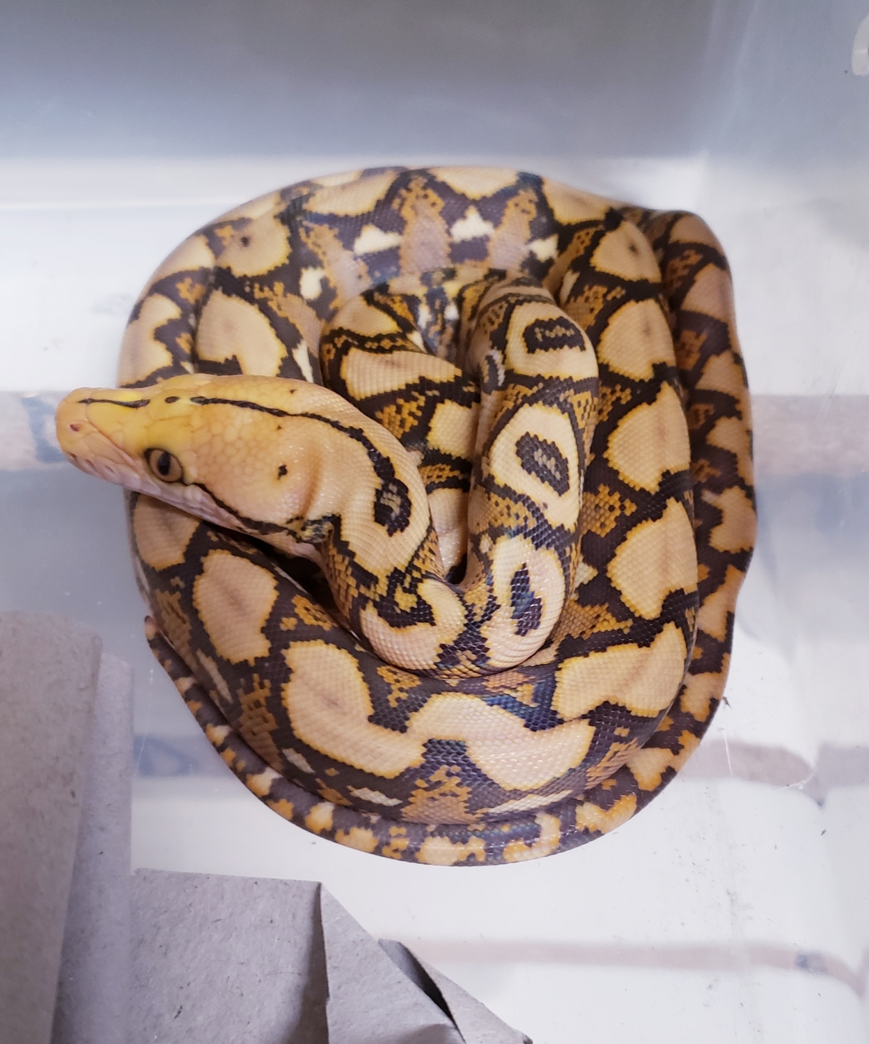 Orange Glow Reticulated Python by Revered Retics - MorphMarket