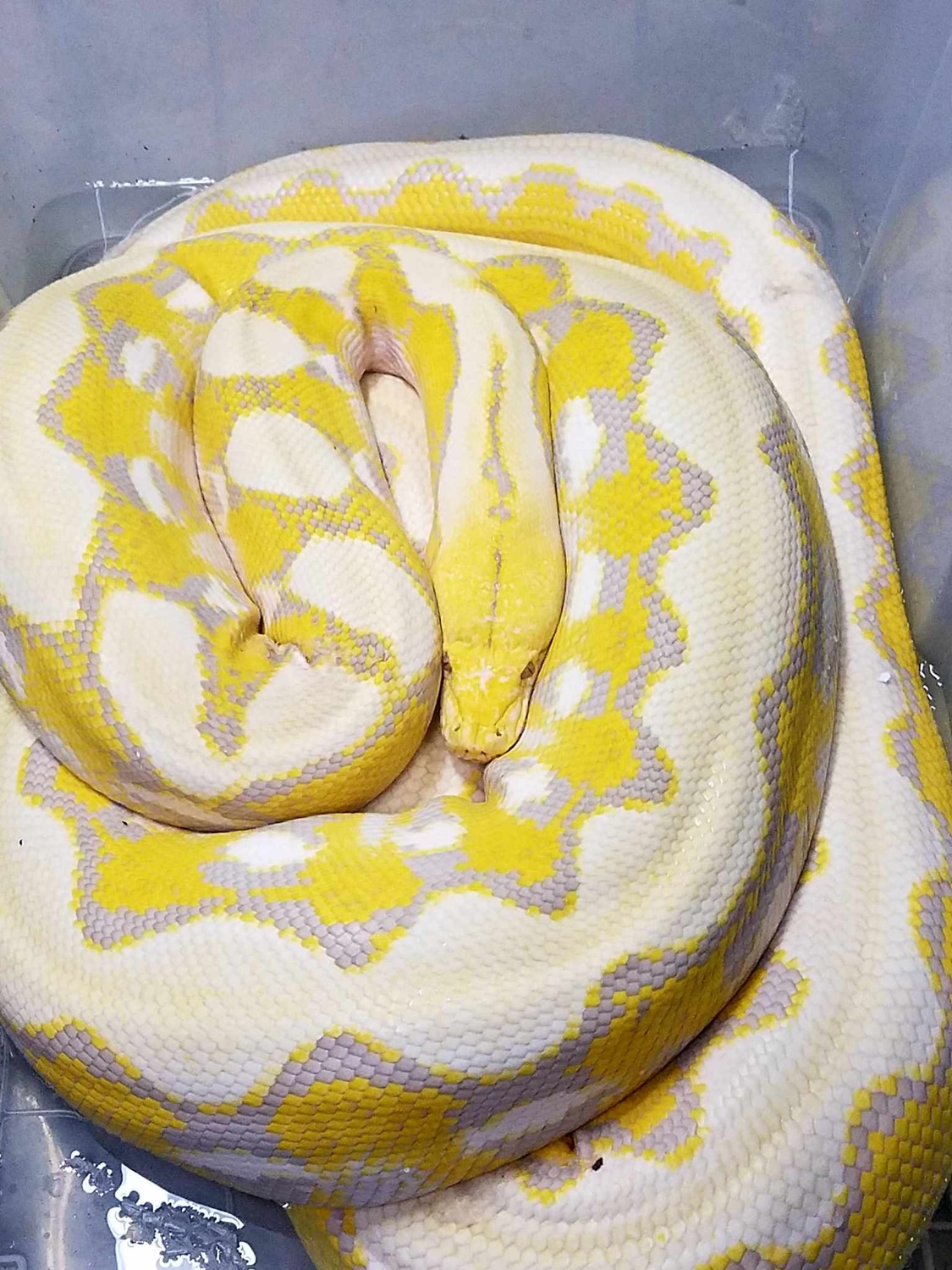 Purple Platinum Reticulated Python by Revered Retics - MorphMarket