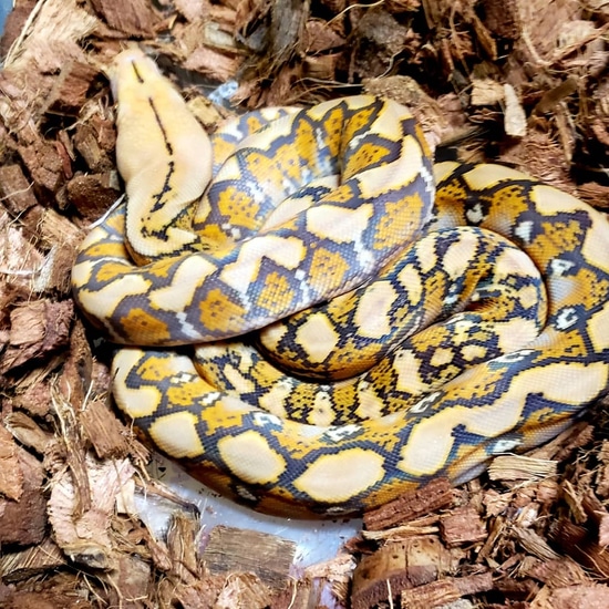 Superdwarfdwarf Orange Glow 50% Het Snow Reticulated Python by Revered ...