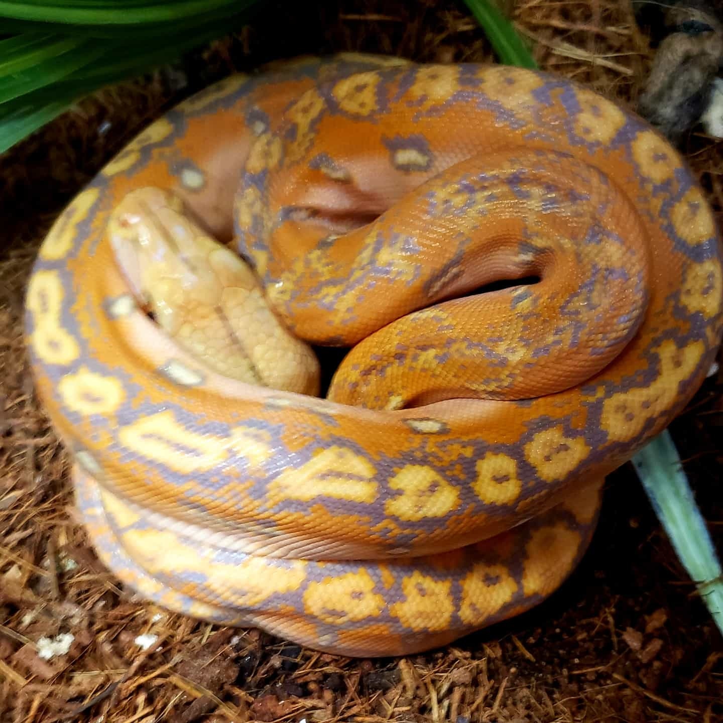 Orange Glow Phantom Reticulated Python by Revered Retics - MorphMarket