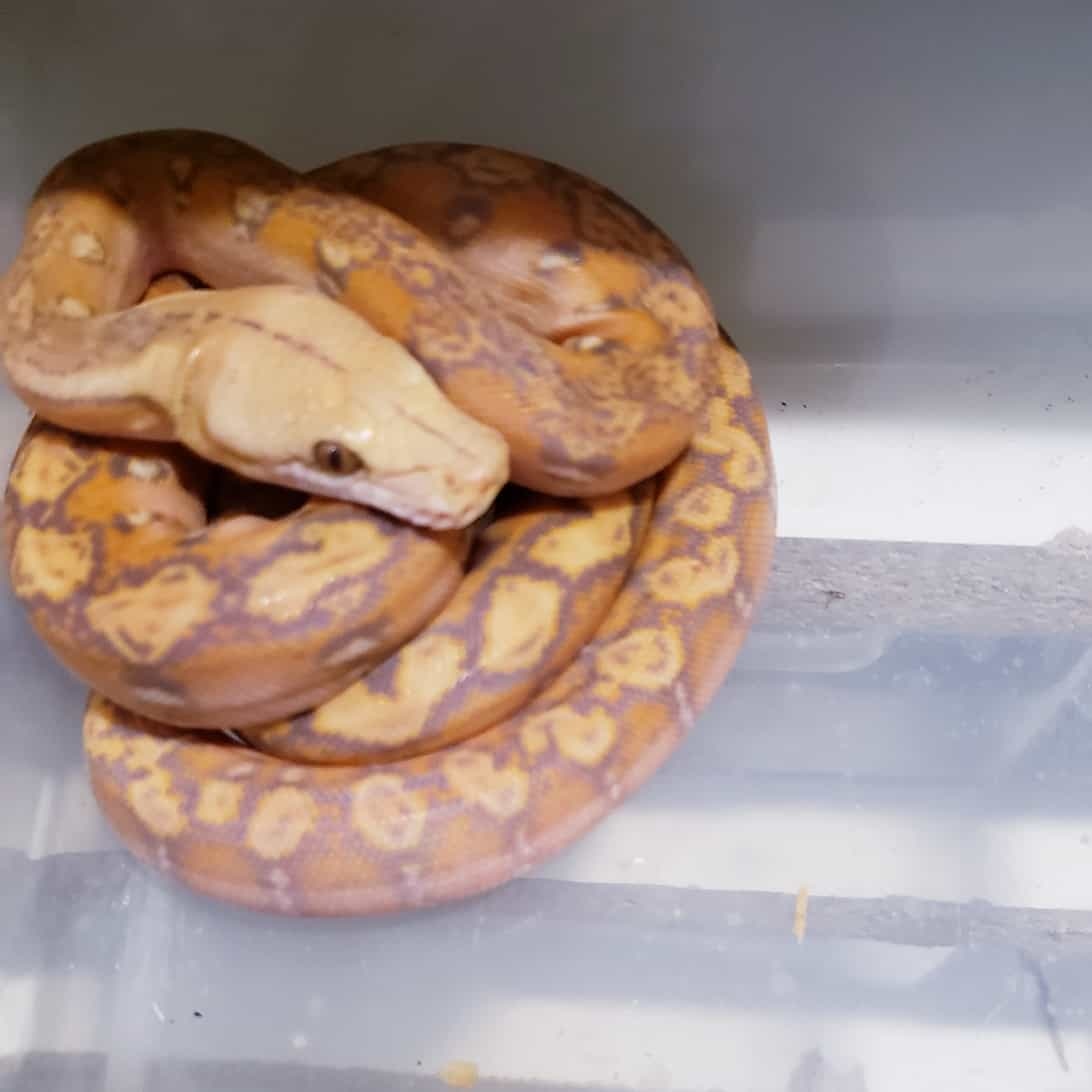 Orange Glow Phantom Reticulated Python by Revered Retics - MorphMarket