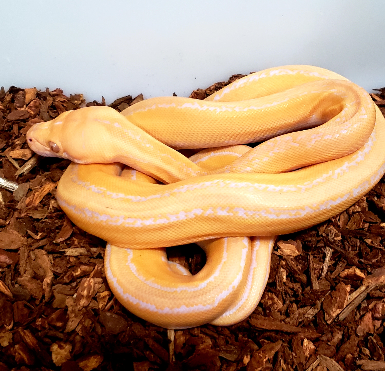 Albino Sunfire Platinum Marble Reticulated Python by Revered Retics ...