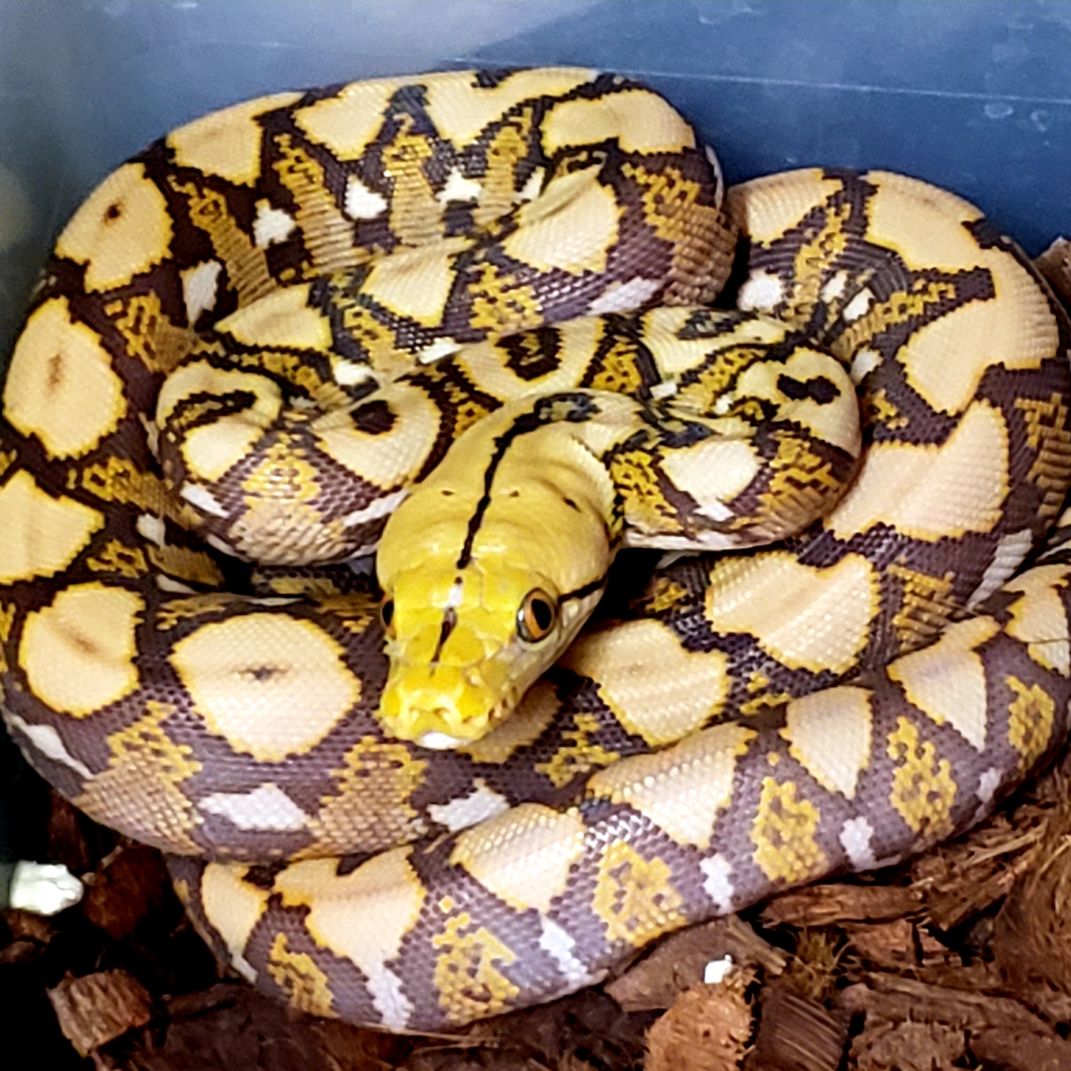 Orange Glow Reticulated Python by Revered Retics - MorphMarket