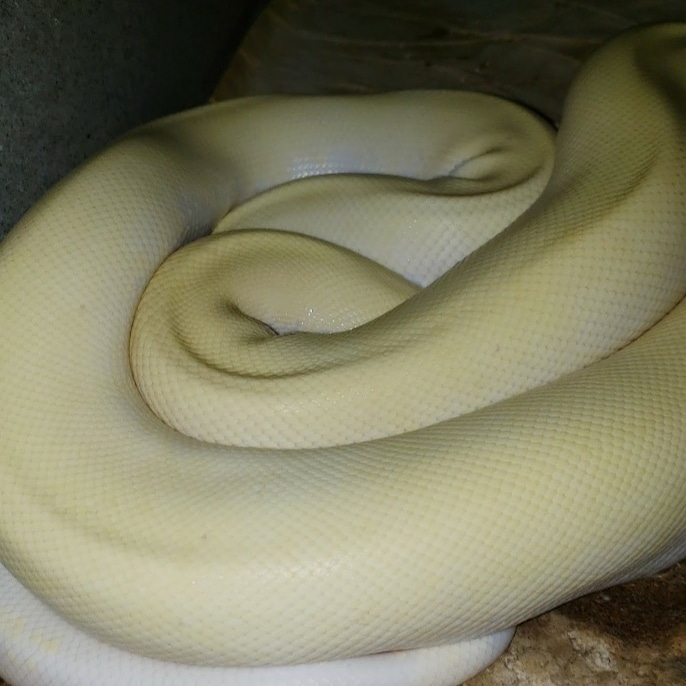 Black Eyed Lucy Brum Burmese Python by Revered Retics - MorphMarket