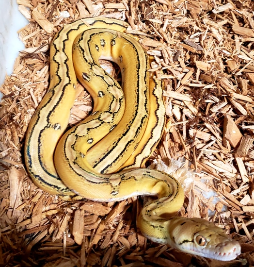 Marble Platinum Sunfire Het Albino Or Indo Reticulated Python by ...