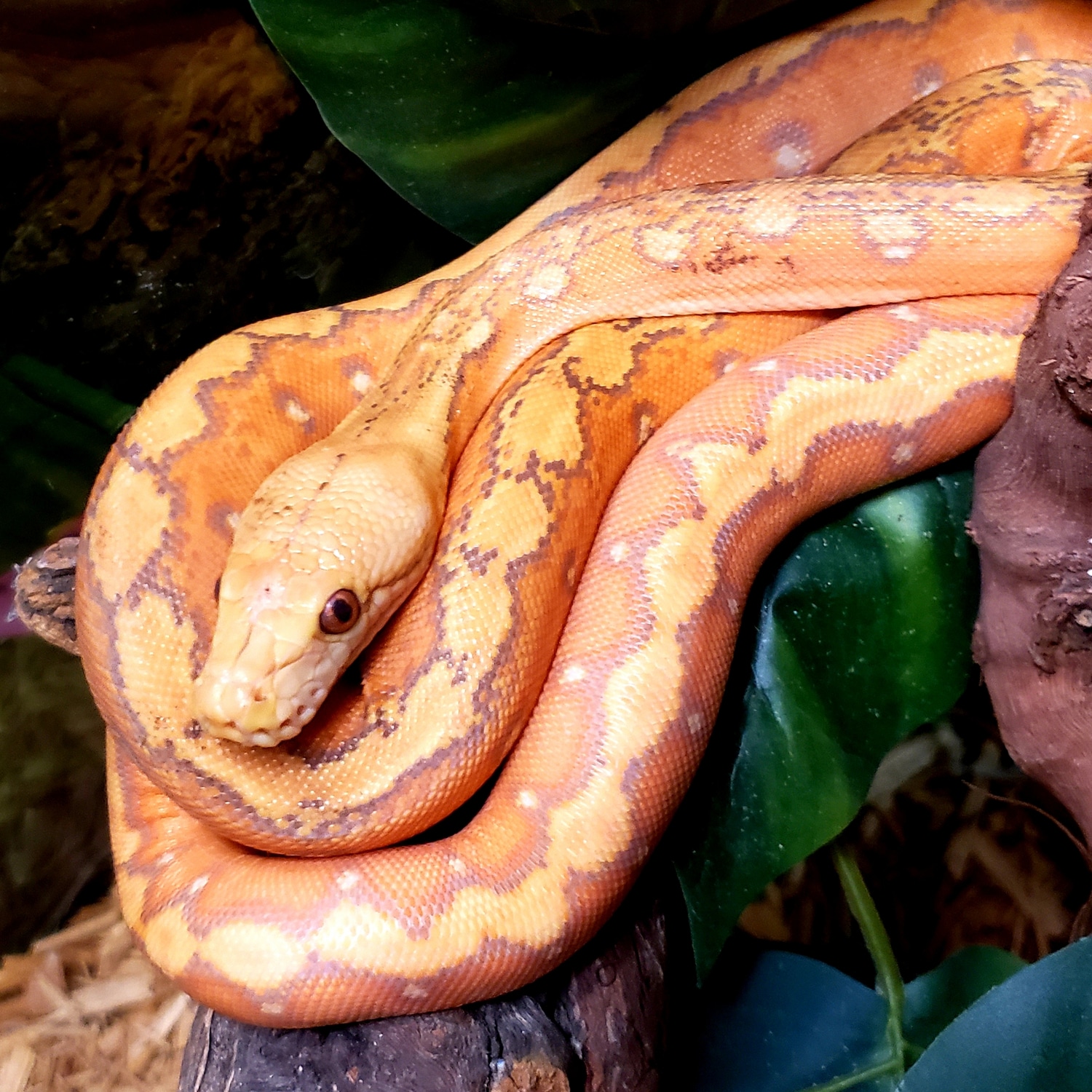 Orange Glow Phantom Sunfire Reticulated Python by Revered Retics ...
