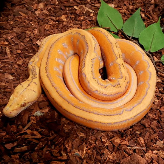 Purple Marble Super Sunfire Reticulated Python by Revered Retics ...