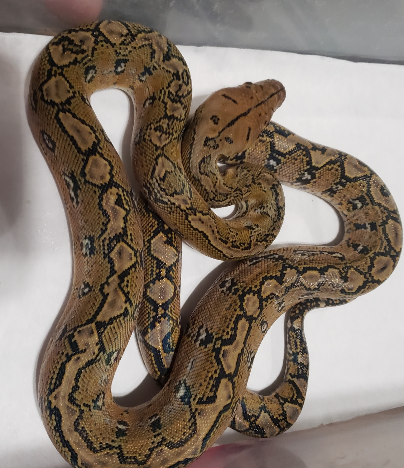 Platinum Marble Het Albino Reticulated Python by Revered Retics ...