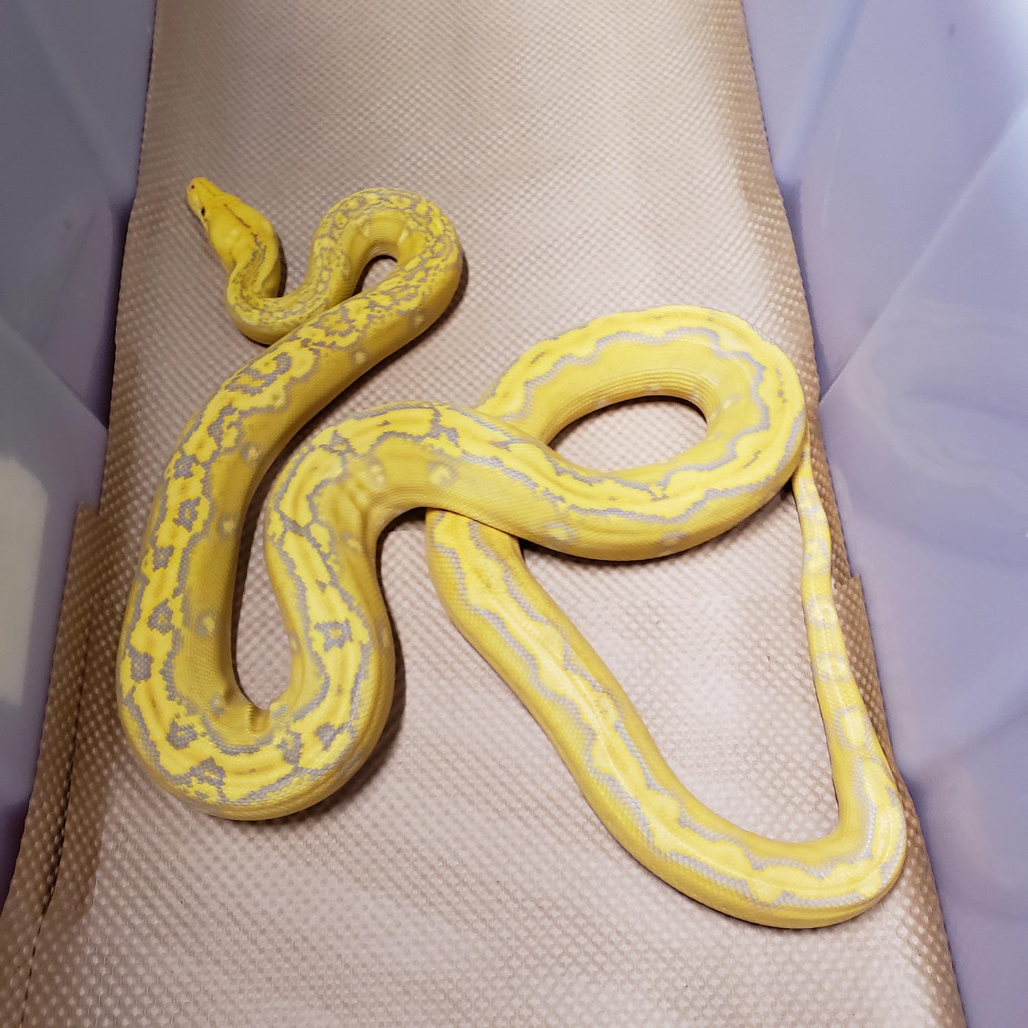 Purple Phantom Sunfire Reticulated Python by Revered Retics - MorphMarket