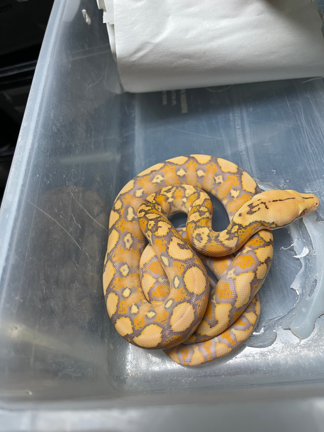 Superdwarf Dwarf Purple Poss Het Snow Reticulated Python by Revered ...