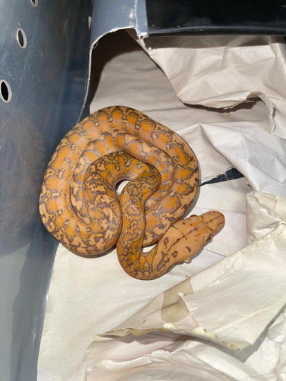 Superdwarf Dwarf Purple Marble 50% Het Snow Reticulated Python by ...