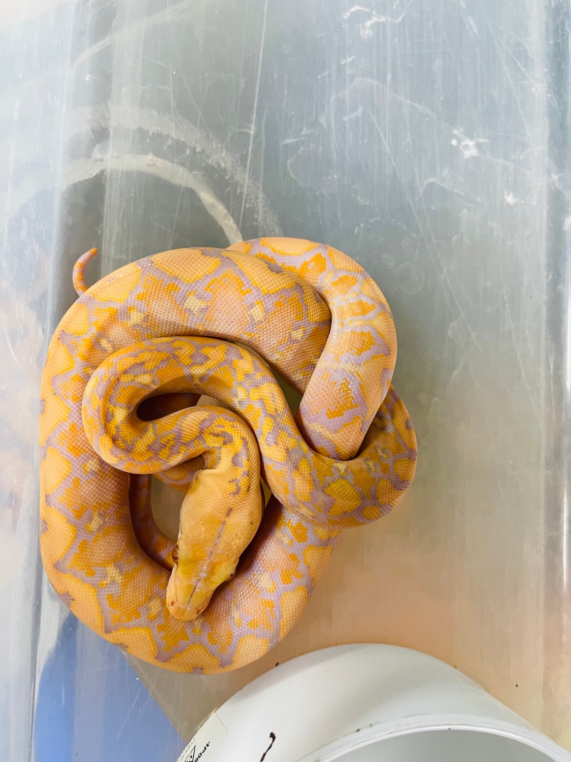 Superdwarf Dwarf Lavender Het Snow Reticulated Python by Revered Retics ...
