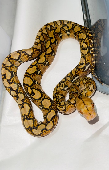 Superdwarf Mochino 50% Het Anery Reticulated Python by Revered Retics
