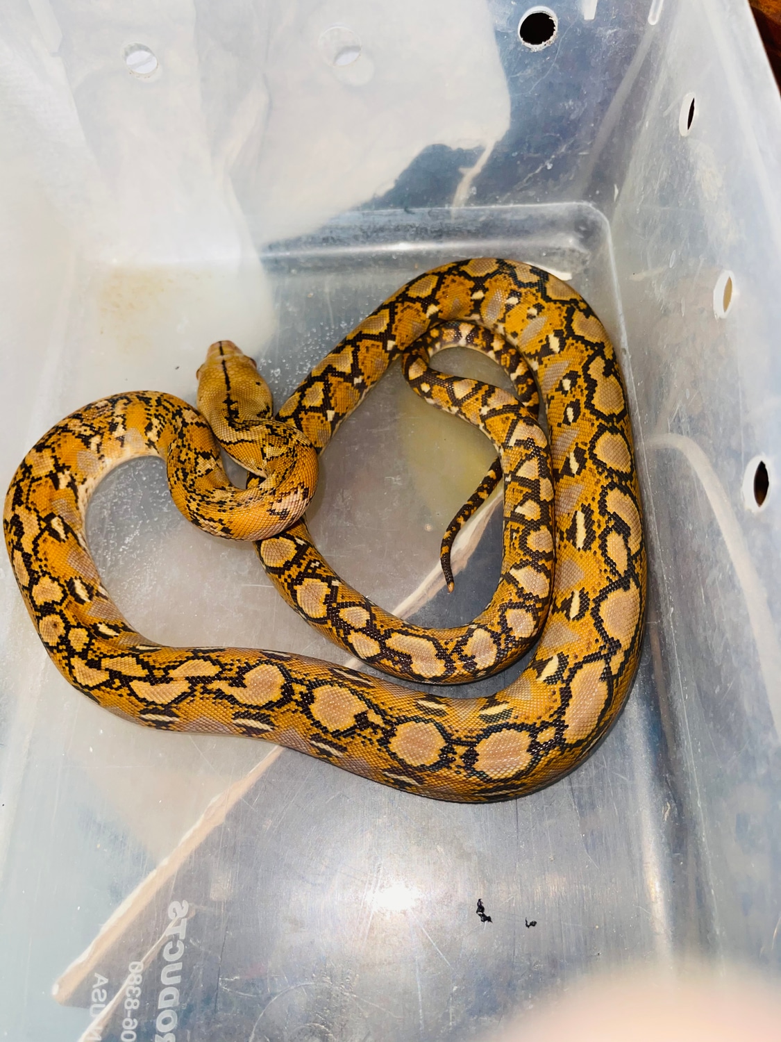 Superdwarf Mochino 50% Het Snow Reticulated Python by Revered Retics ...