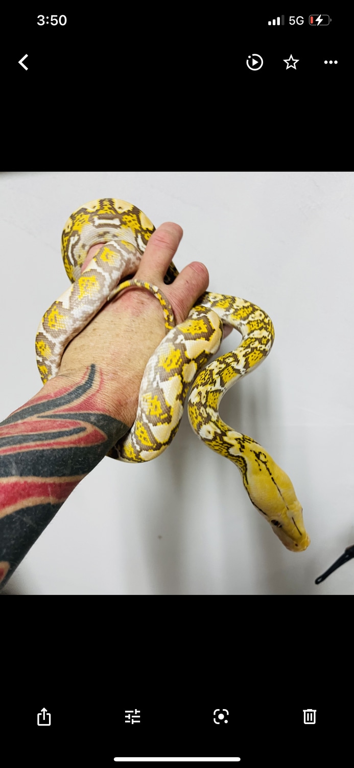 Orange Glow 50% Het Snow Reticulated Python by Revered Retics - MorphMarket