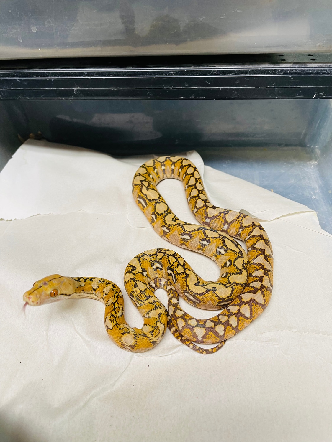 Superdwarf Mochino Poss Het Snow Reticulated Python by Revered Retics ...