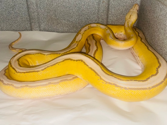 FruitBasket Orange Glow Lemon Glow Motley Sunfire Reticulated Python by ...