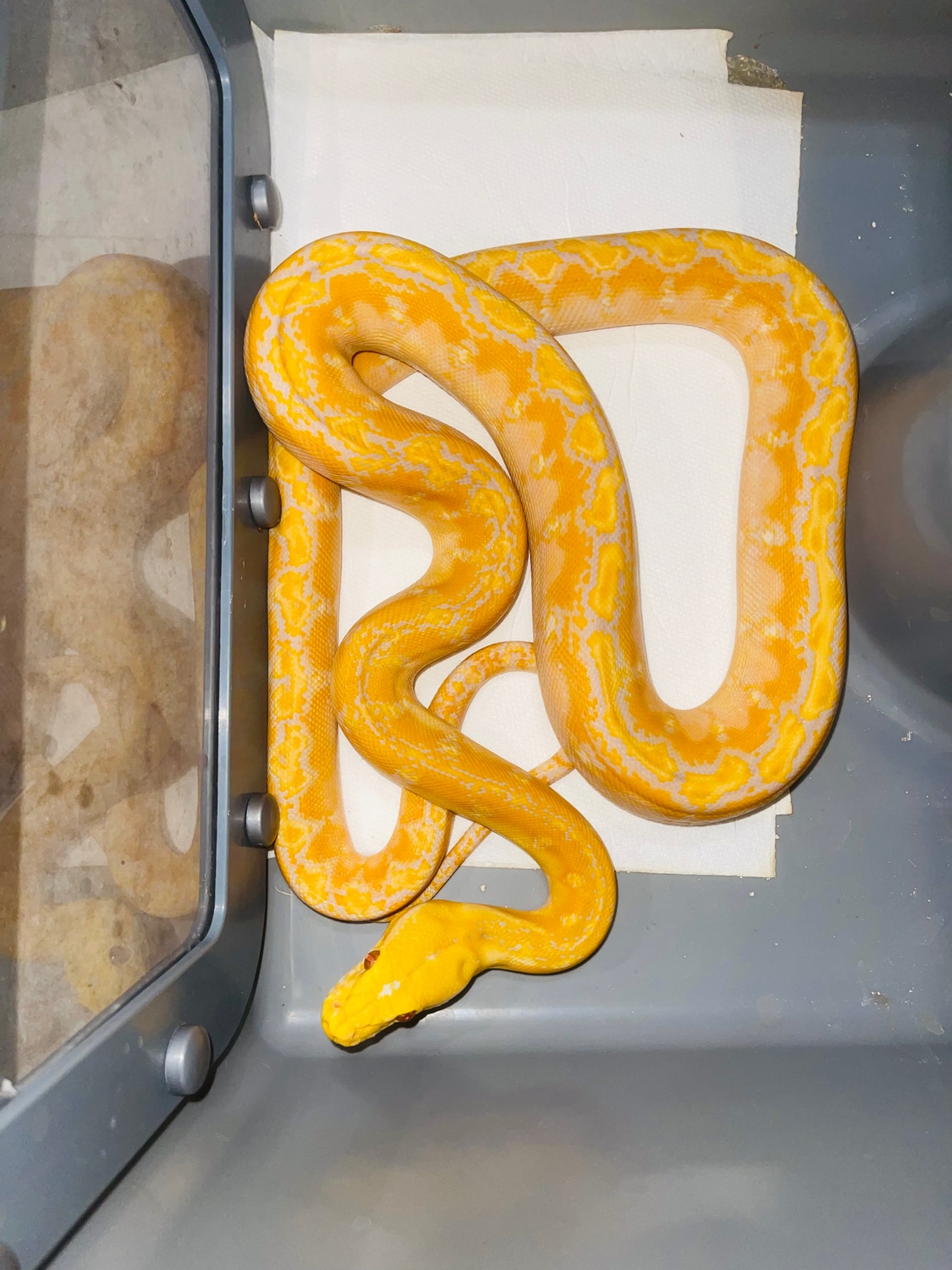 Lav Phantom Reticulated Python by Revered Retics - MorphMarket