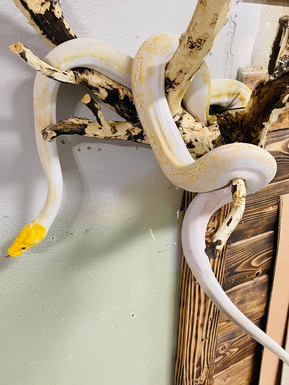 Albino Tiger Pied Reticulated Python by Revered Retics - MorphMarket