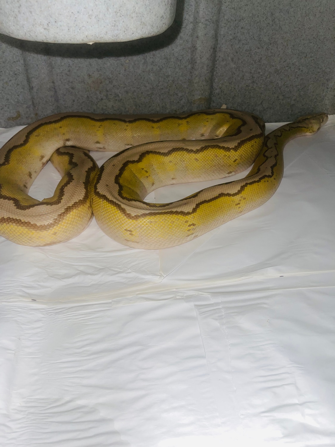 Orange Glow Motley Sunfire Reticulated Python by Revered Retics ...