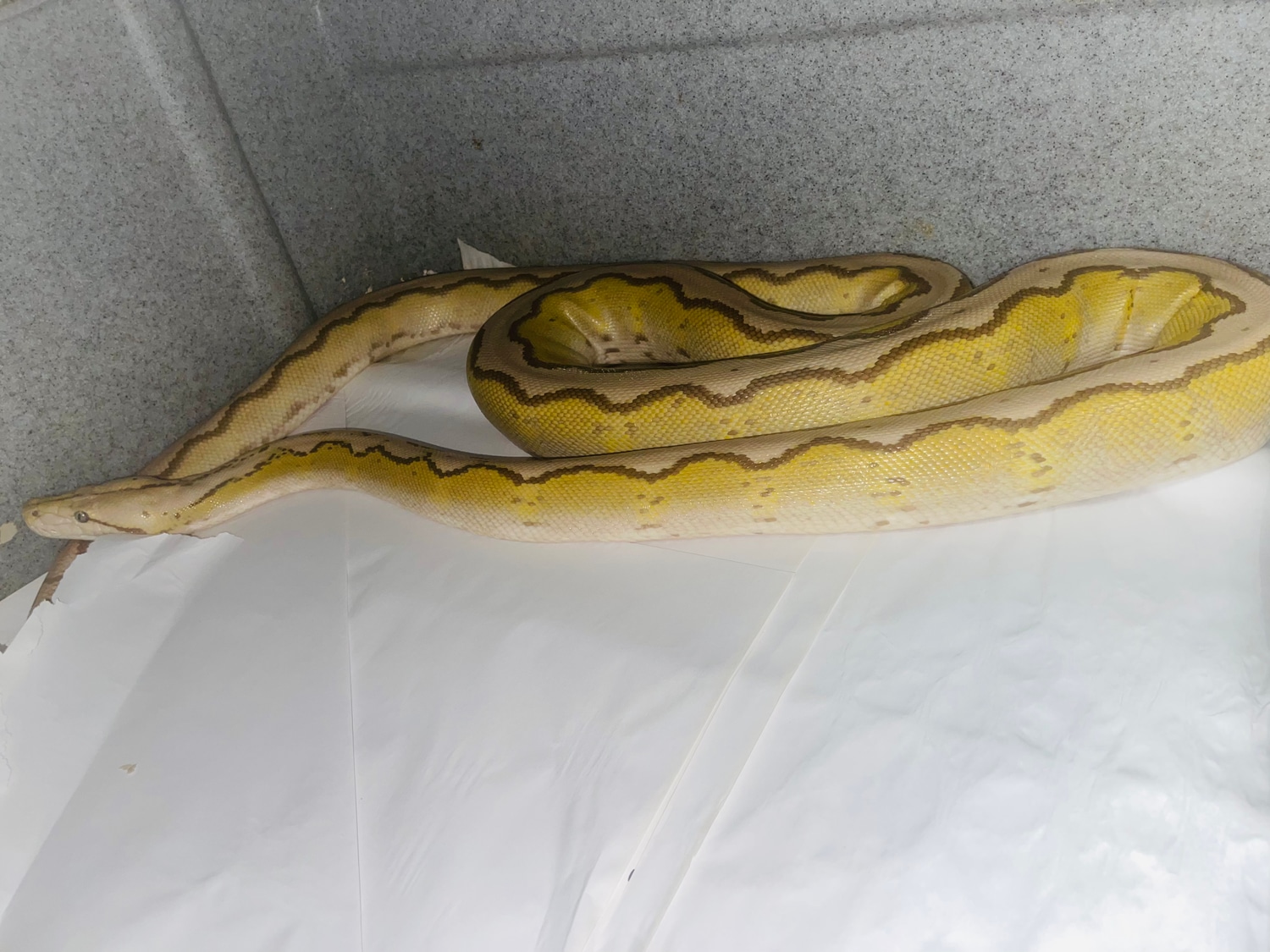 Orange Glow Motley Sunfire Reticulated Python by Revered Retics ...