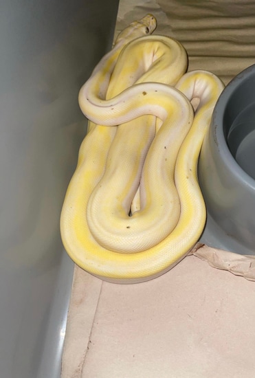 2021 Cow Het Anthrax Het GS Reticulated Python by Revered Retics