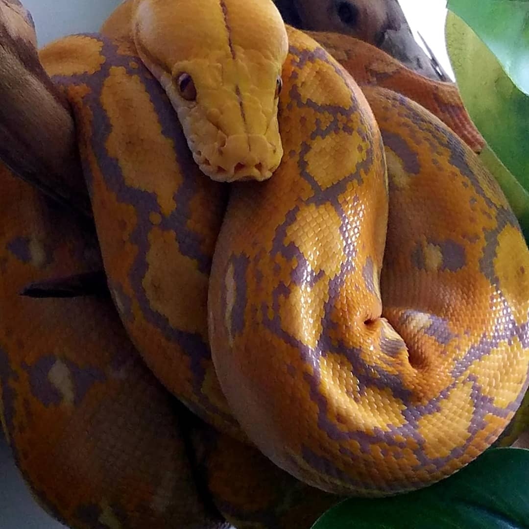 OG Phantom Tiger Reticulated Python by Revered Retics - MorphMarket