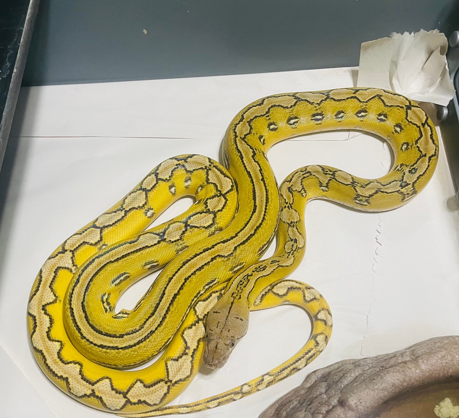 Marble Sunfire Platinum Het Purple Or Indo Carmel Reticulated Python by ...