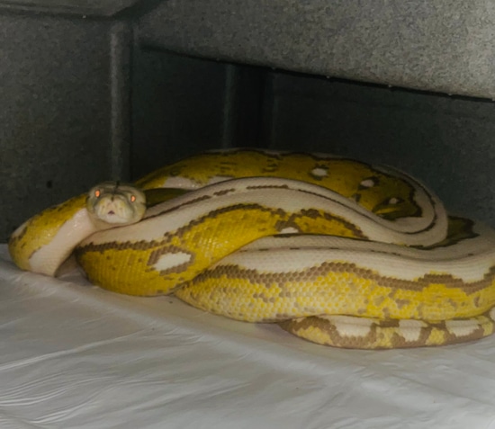 Orange Glow Platinum Motley Tiger Reticulated Python by Revered Retics