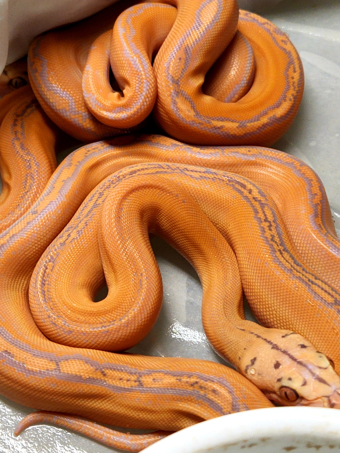 Superdwarf Dwarf Purple Motley Het Snow Reticulated Python by Revered ...