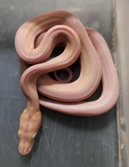 Superswarf Dwarf Purple Motley GC 50% Het Anery Reticulated Python by ...