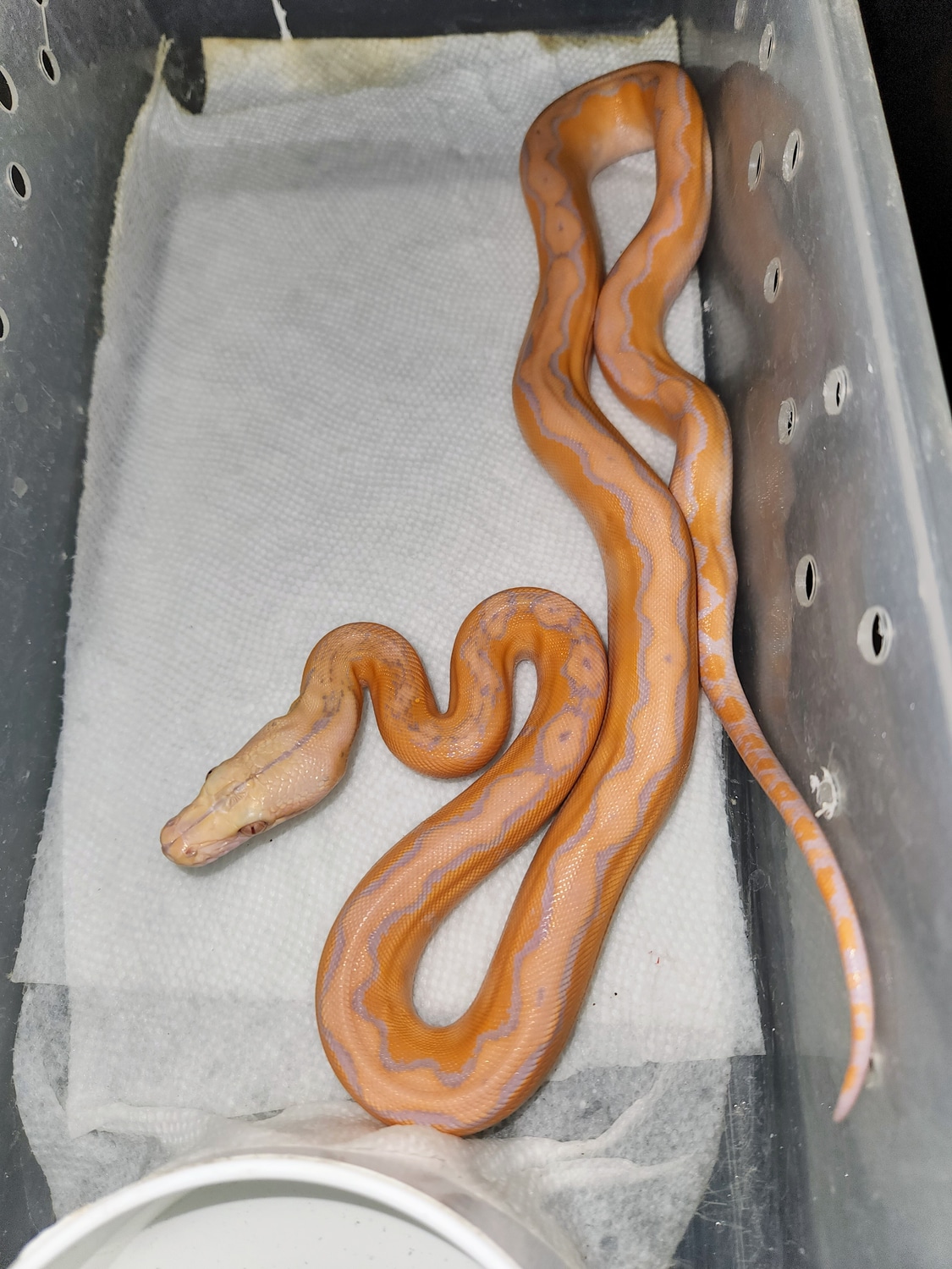 Superdwarf Dwarf Lavender Motley Sunfire Reticulated Python by Revered ...