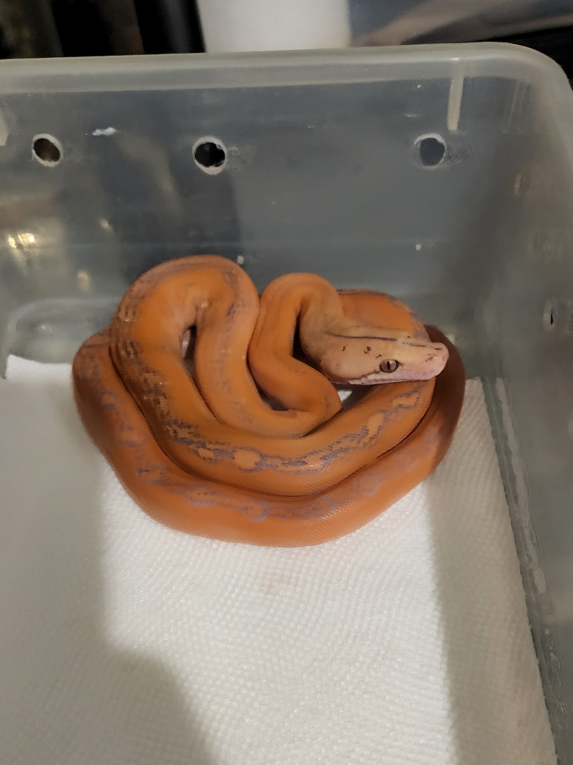 Dwarf Superdwarf Purple GC 50% Het Snow Reticulated Python by Revered ...