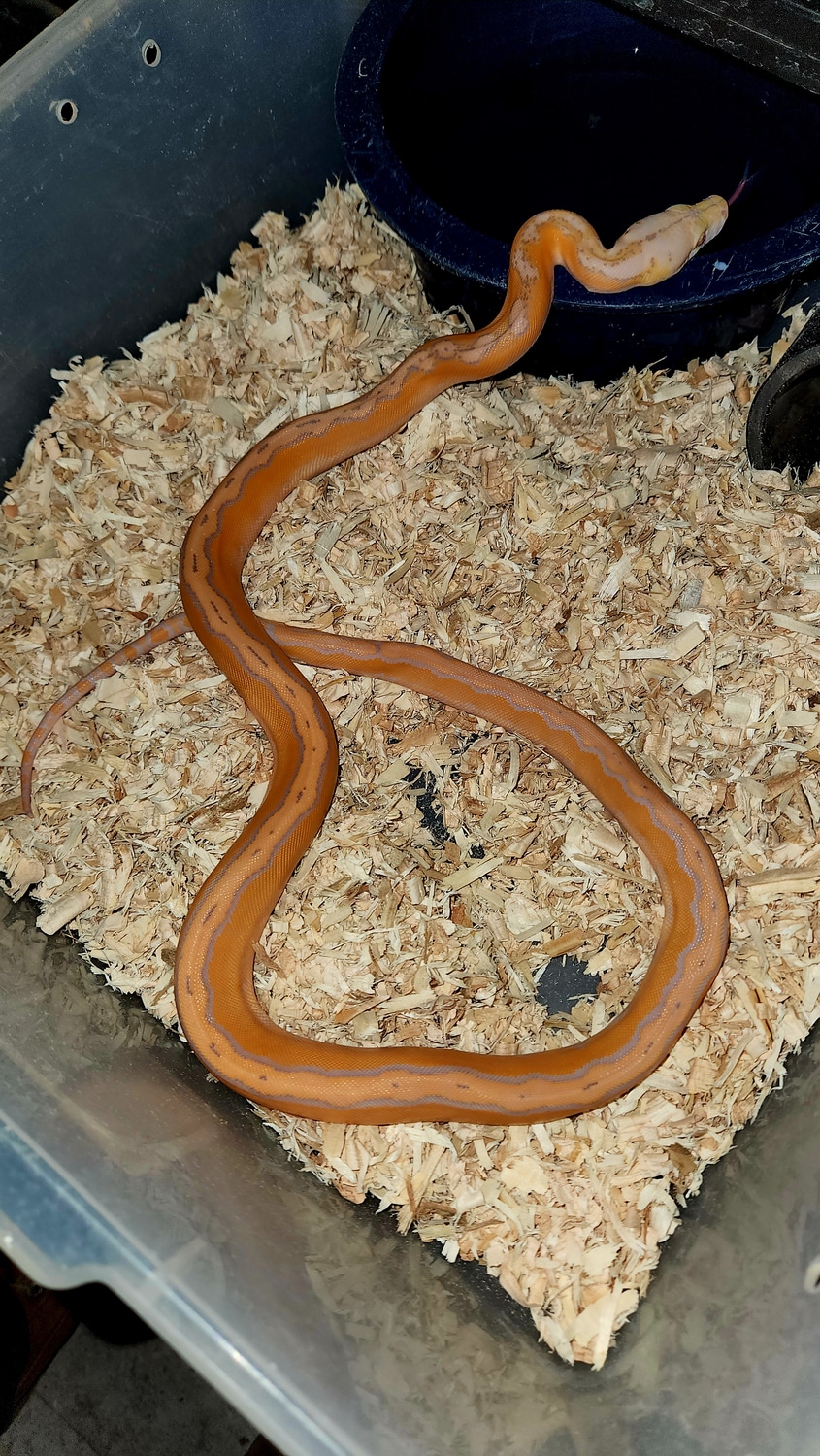 Superdwarf Dwarf Purple Motley Sunfire Reticulated Python by Revered ...