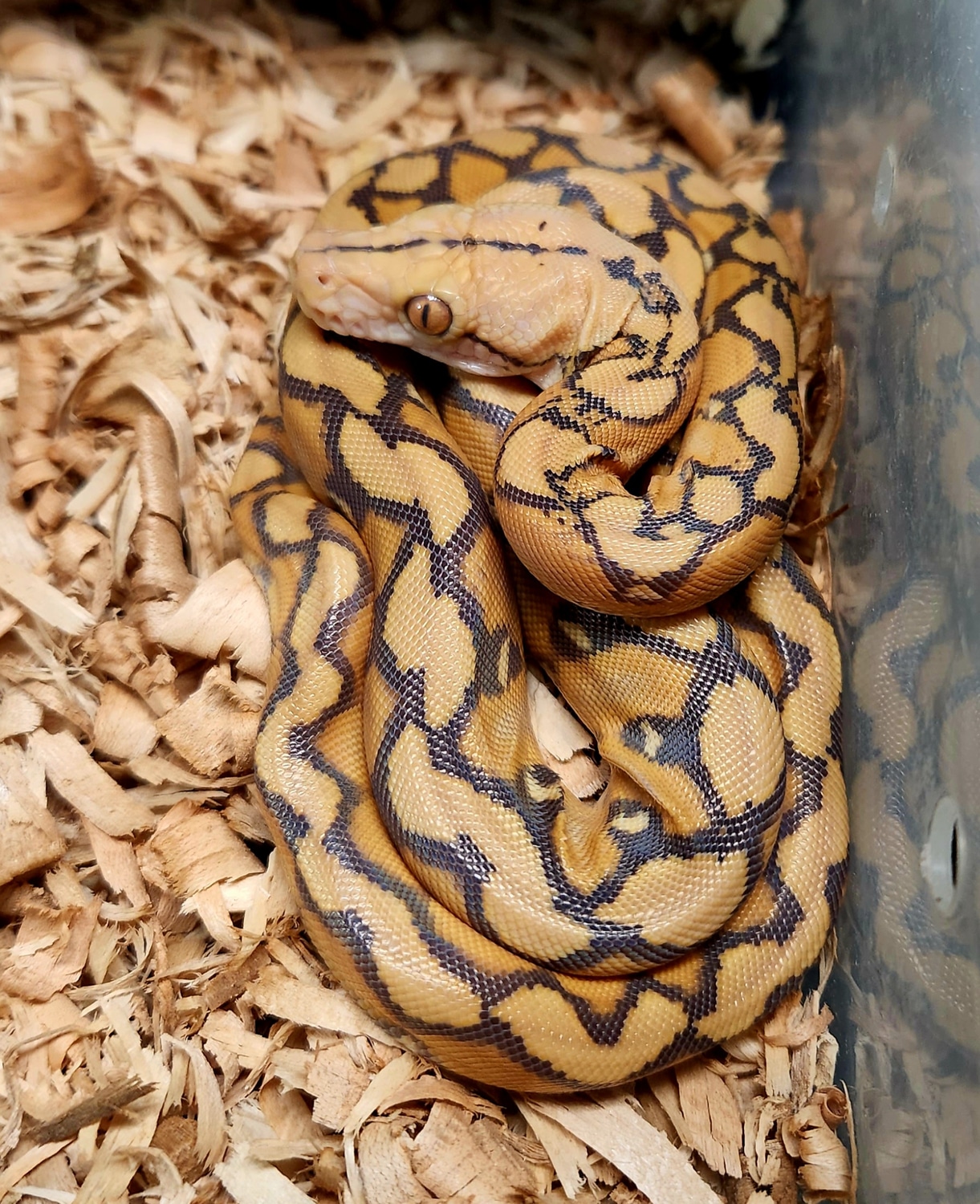 Indo Carmel Sunfire Reticulated Python by Revered Retics - MorphMarket