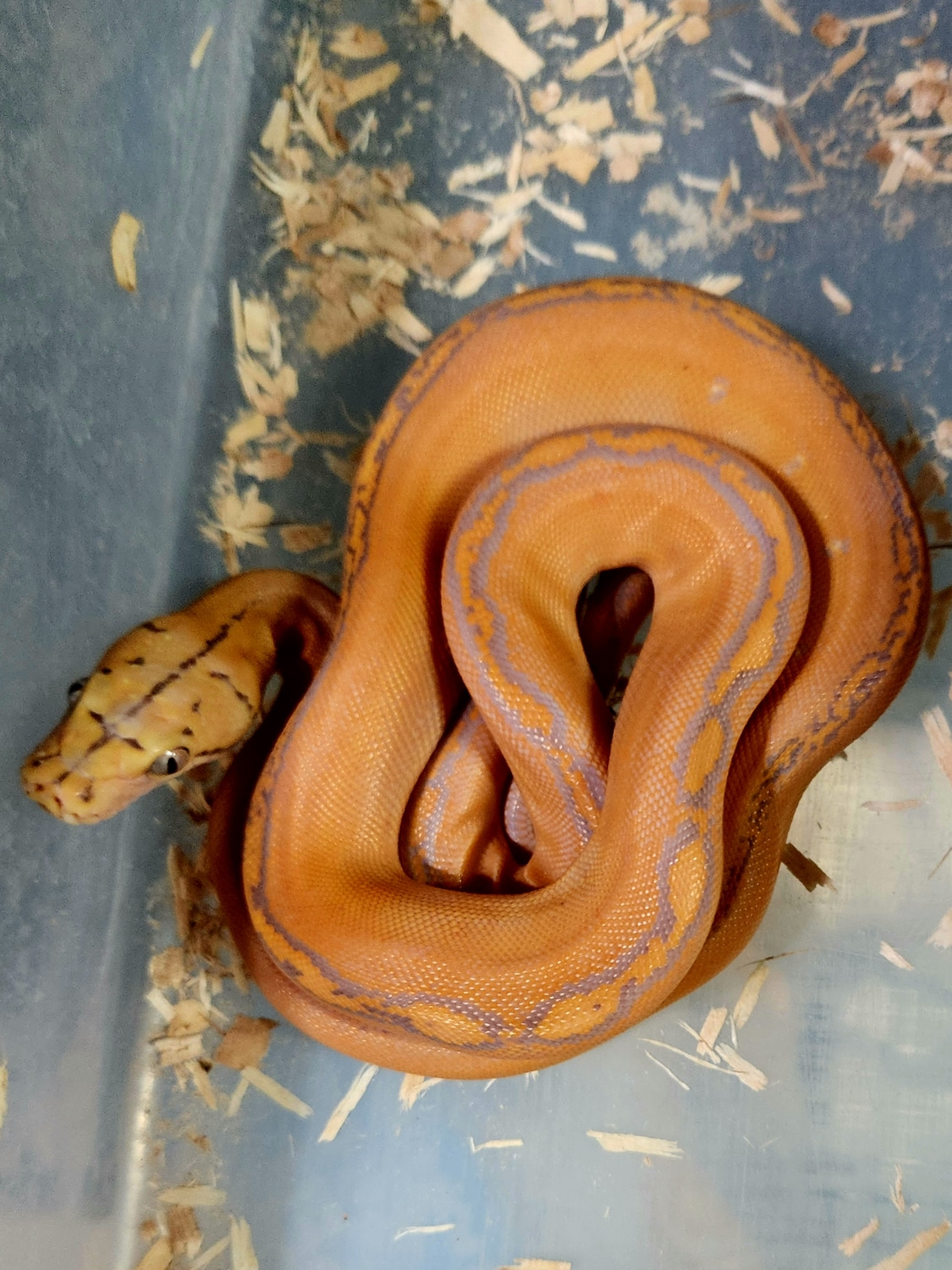 Superdwarf Dwarf Purple Gc Sunfire Reticulated Python by Revered Retics ...
