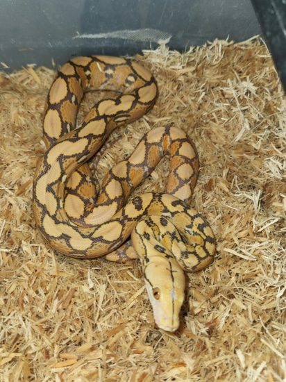 Indo Carmel Reticulated Python by Revered Retics