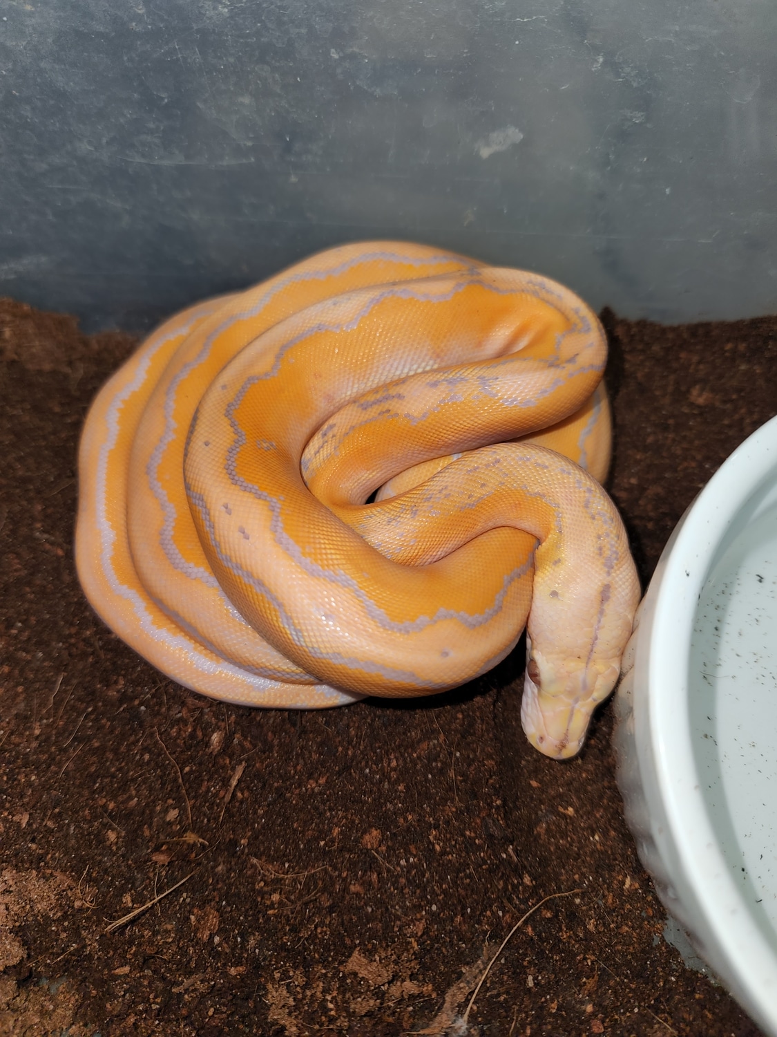 Superdwarf / Dwarf Purple Motley Sunfire Reticulated Python by Revered ...
