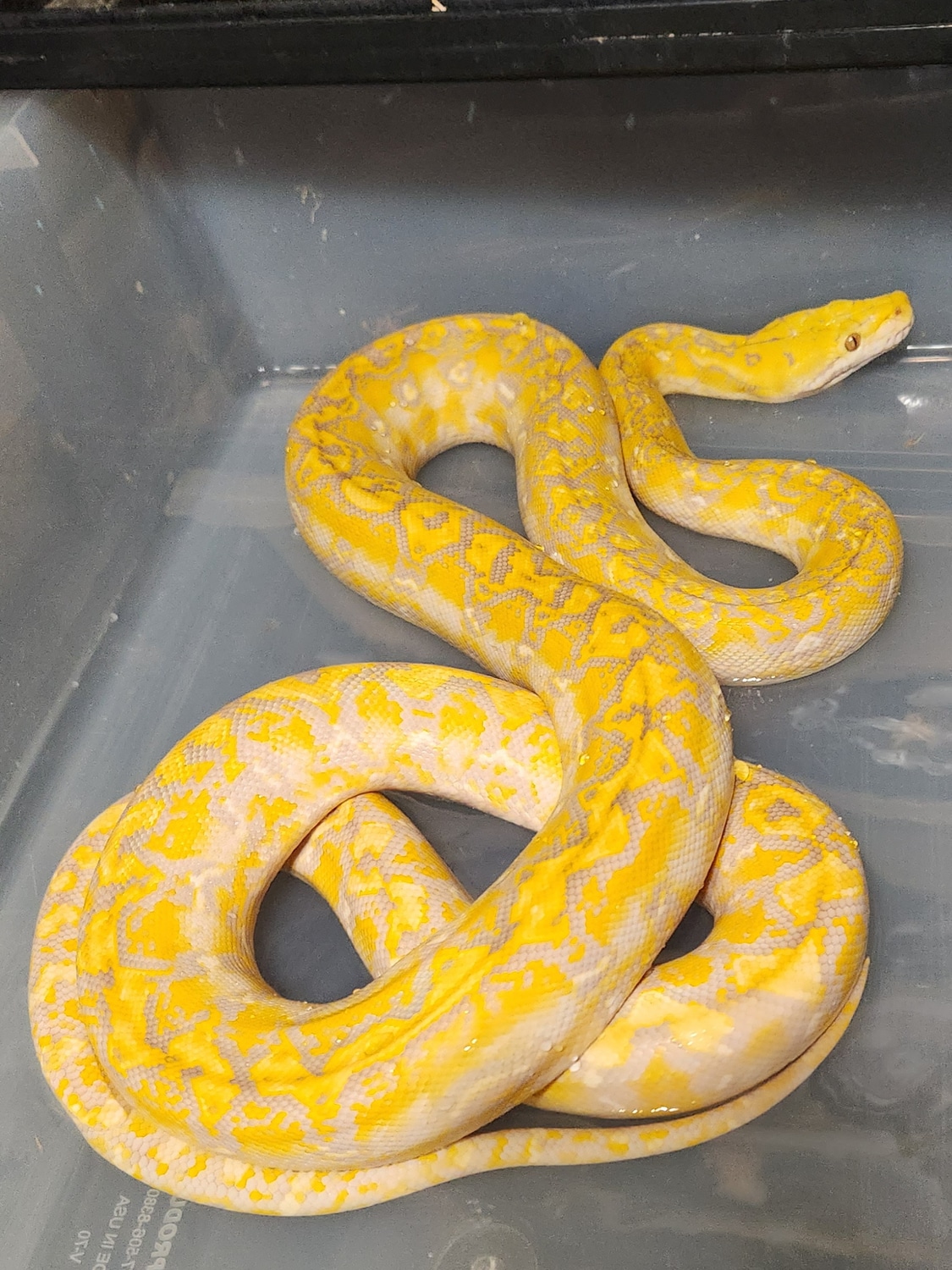 Superdwarf Dwarf Purple Marble 50% Het Snow Reticulated Python by ...