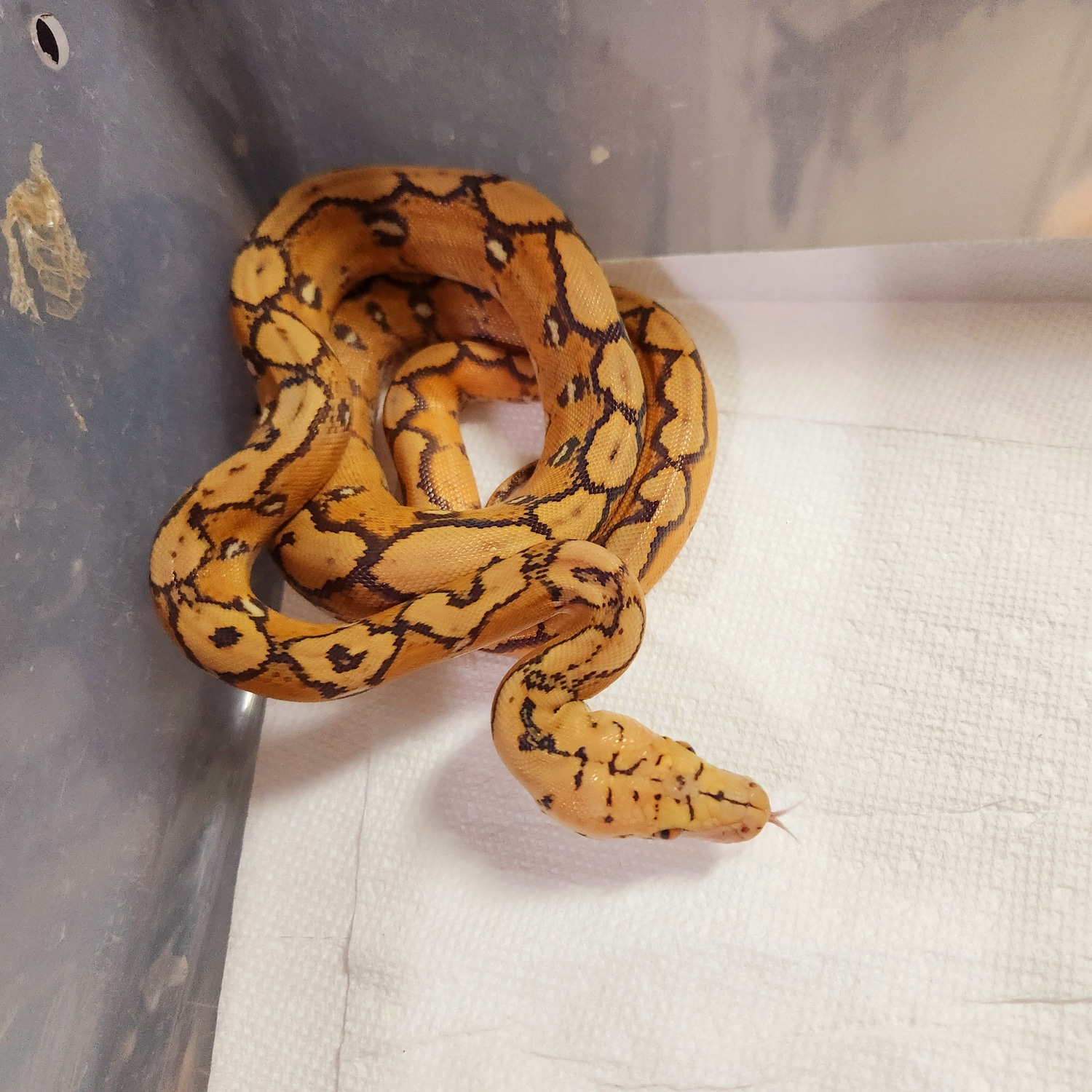 Indo Carmel Sunfire Reticulated Python by Revered Retics - MorphMarket