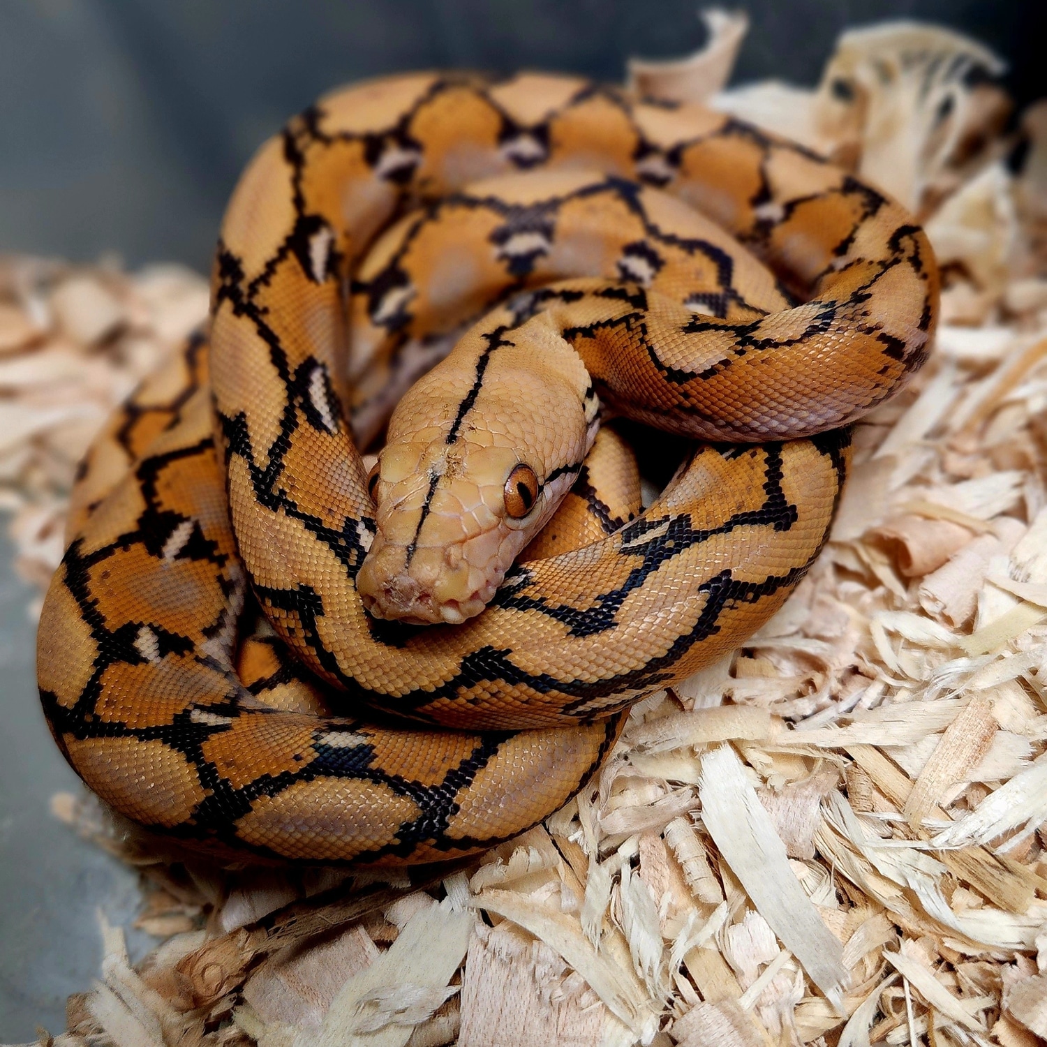 Indo Carmel Reticulated Python by Revered Retics - MorphMarket