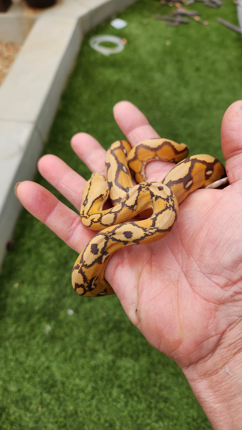Indo Carmel Sunfire Reticulated Python by Revered Retics - MorphMarket