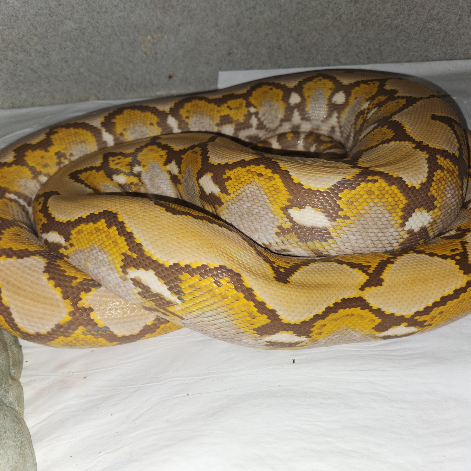 Indo Carmel Reticulated Python by Revered Retics - MorphMarket