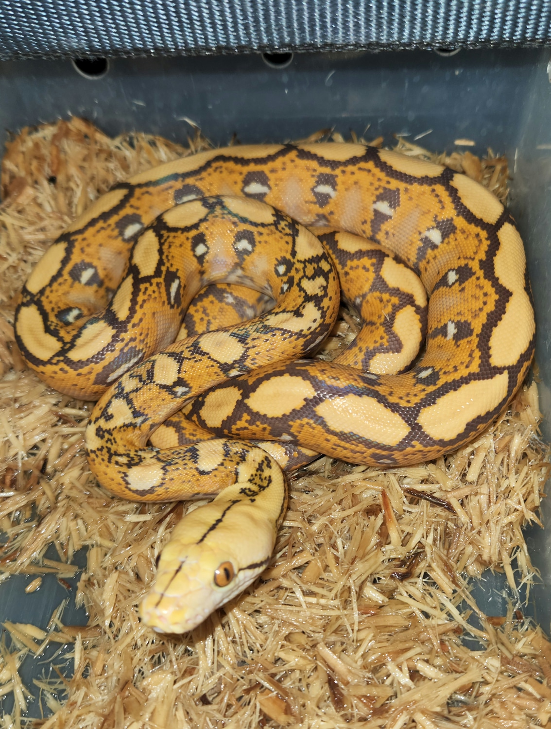 Indo Carmel Reticulated Python by Revered Retics - MorphMarket