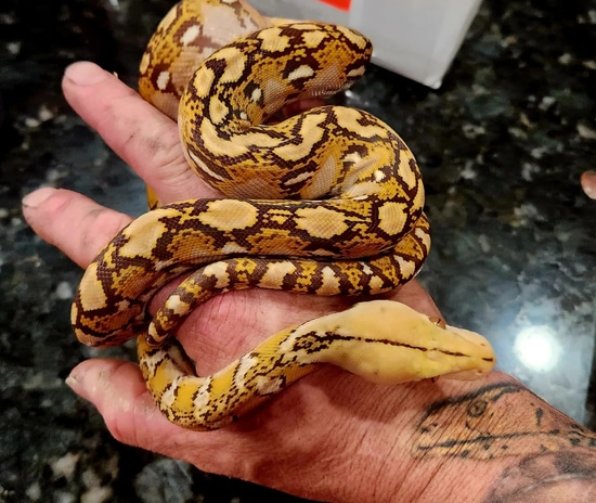 Superdwarf/Dwarf Mochino 50%het Snow Reticulated Python by Revered Retics