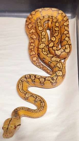 Orange Glow Marble Reticulated Python by Revered Retics