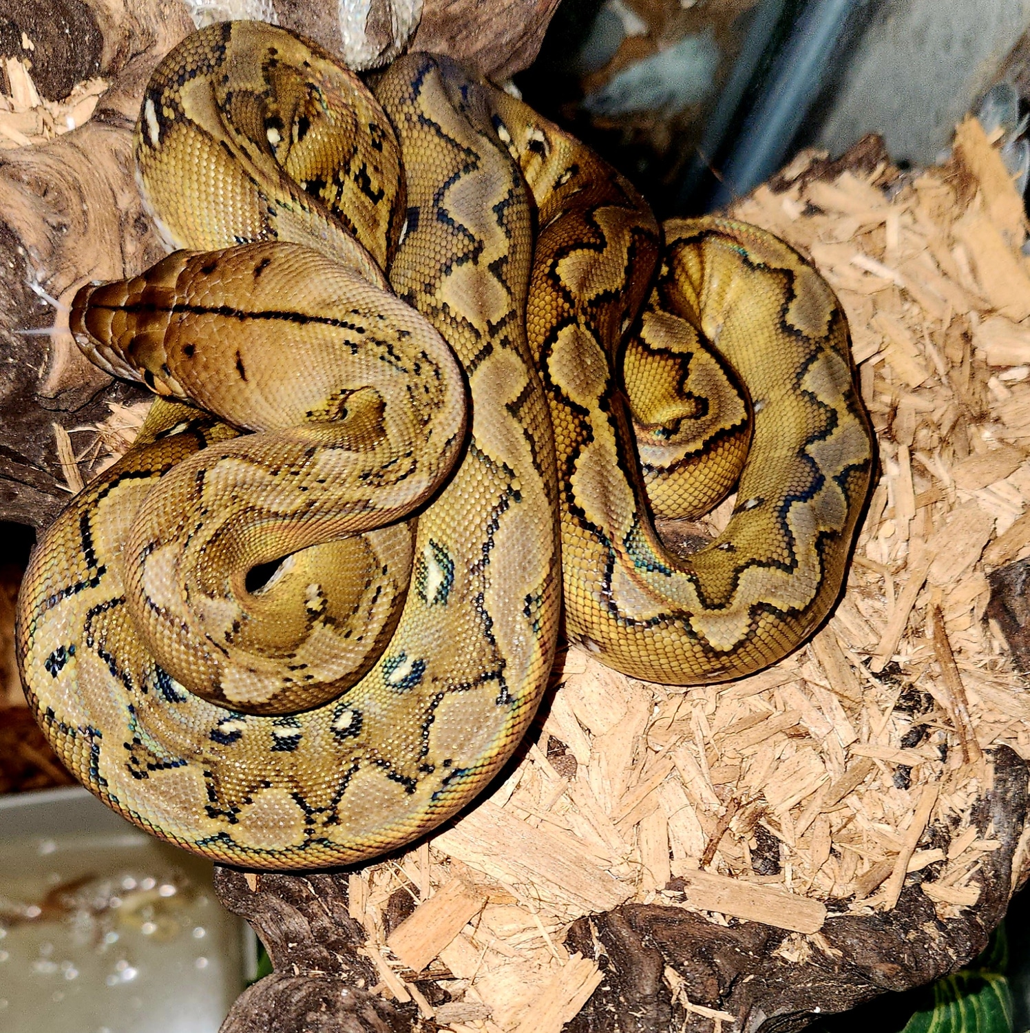 Marble Sunfire Superdwarf Reticulated Python by Revered Retics ...