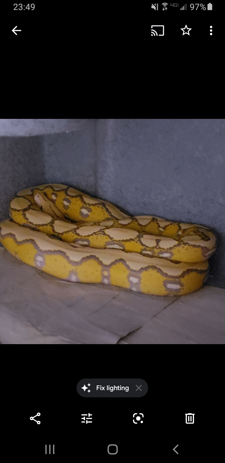 Orange Glow Sunfire Platinum Reticulated Python by Revered Retics ...